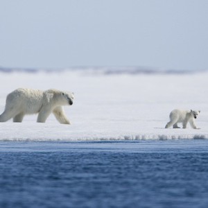 Arctic Tale - Rotten Tomatoes