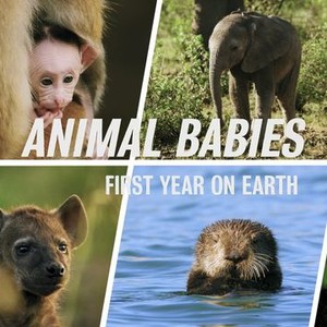 Animal Babies: First Year on Earth - Rotten Tomatoes