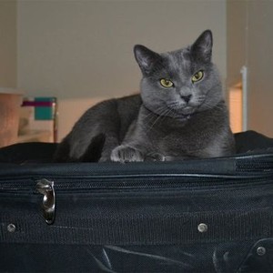 My Cat From Hell: Season 4, Episode 2 - Rotten Tomatoes