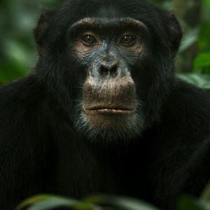 Chimp Empire - Rotten Tomatoes