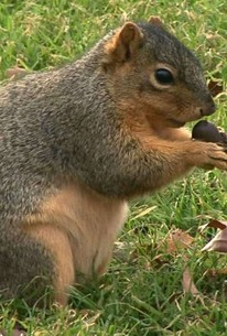 Critter Quest!: Season 1, Episode 2 | Rotten Tomatoes