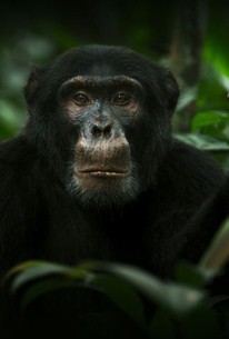 Chimp Empire: Season 1, Episode 1 - Rotten Tomatoes