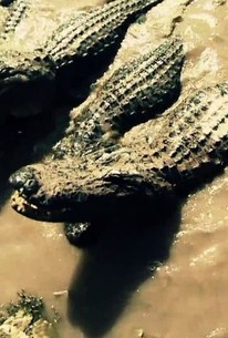 Swamp Wars: Season 3, Episode 1 | Rotten Tomatoes