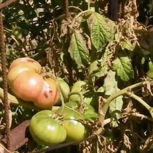 Gardening Australia - Rotten Tomatoes