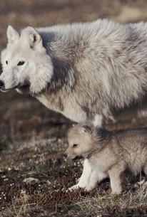 Frozen Planet: Season 1, Episode 2 - Rotten Tomatoes