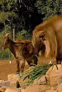 Totally Wild: Season 23, Episode 7 | Rotten Tomatoes