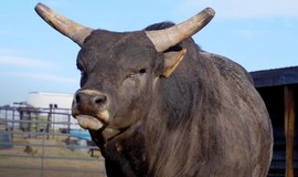 Buckin' Bulls: The Story of Ty Rinaldo - Rotten Tomatoes