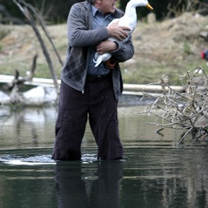 Duck - Rotten Tomatoes