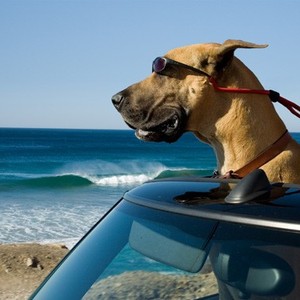 Marmaduke - Rotten Tomatoes