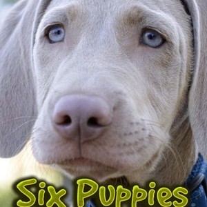 Six Puppies and Us - Rotten Tomatoes