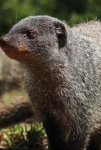 Secret Life of Predators: Season 2, Episode 1 | Rotten Tomatoes