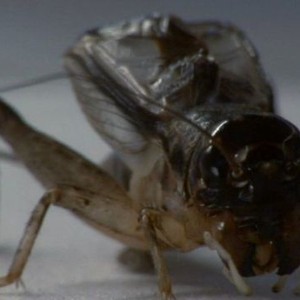 The Beast Within - Rotten Tomatoes