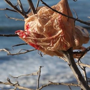 Bag It - Rotten Tomatoes