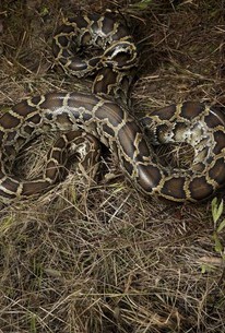 Python Hunters: Season 3, Episode 4 | Rotten Tomatoes