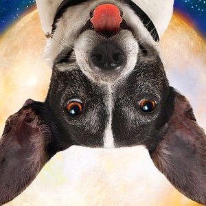 Vampire Dog - Rotten Tomatoes