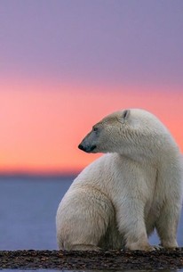 Kingdom of the Polar Bears: Season 1, Episode 1 | Rotten Tomatoes