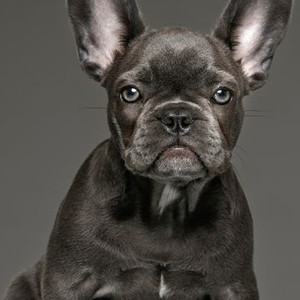 Dogs 101: New Tricks - Rotten Tomatoes