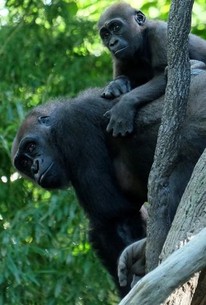 The Zoo: Season 1, Episode 1 | Rotten Tomatoes