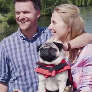 Patrick the Pug - Rotten Tomatoes