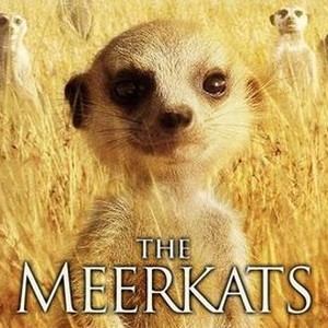 The Meerkats - Rotten Tomatoes