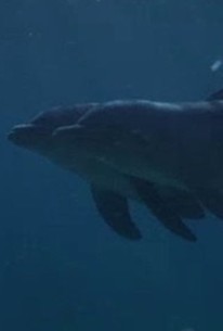 Flipper: Season 2, Episode 29 | Rotten Tomatoes