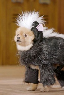 Pup Academy: Season 1, Episode 16 | Rotten Tomatoes