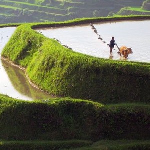 Wild China - Rotten Tomatoes