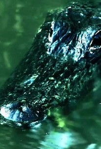 Swamp Wars: Season 1, Episode 5 | Rotten Tomatoes