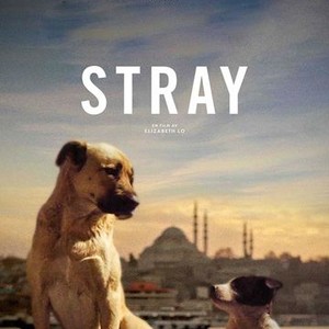 Stray - Rotten Tomatoes