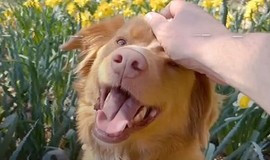 Good Boy - Trailers & Videos | Rotten Tomatoes