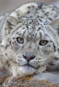 Animal: Season 1, Episode 1 | Rotten Tomatoes