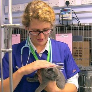 Young Vets: Season 1, Episode 1 - Rotten Tomatoes