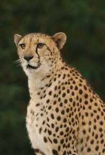 Magic of Disney's Animal Kingdom: Season 2, Episode 8 | Rotten Tomatoes