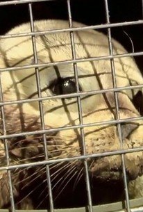 Hope in the Wild: Season 2, Episode 13 | Rotten Tomatoes