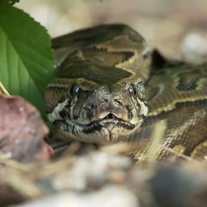 Swamp Wars: Season 2, Episode 3 - Rotten Tomatoes