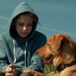 White God - Rotten Tomatoes