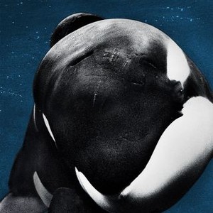 Blackfish - Rotten Tomatoes