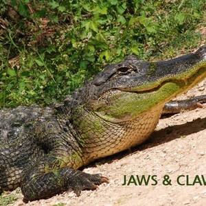 Jaws & Claws - Rotten Tomatoes