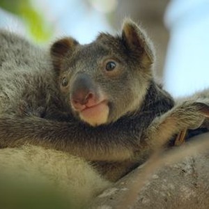 Animal - Rotten Tomatoes