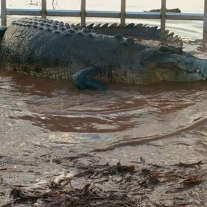 Wild Croc Territory: Season 1, Episode 1 - Rotten Tomatoes