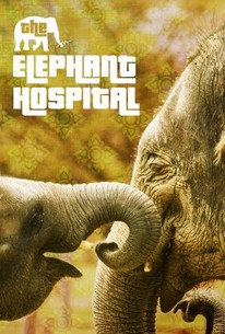 Elephant Hospital | Rotten Tomatoes