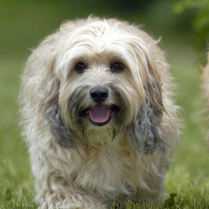 Benji: Off the Leash! (2004) - Rotten Tomatoes