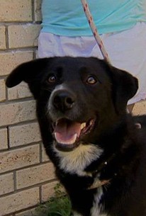 RSPCA Animal Rescue: Season 2, Episode 14 - Rotten Tomatoes