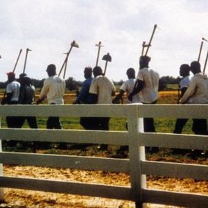 The Farm: Angola, USA - Rotten Tomatoes