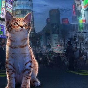 Cat Nation - Rotten Tomatoes