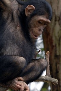 Escape to Chimp Eden: Season 2, Episode 19 | Rotten Tomatoes