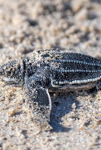 Magic of Disney's Animal Kingdom: Season 2, Episode 2 - Rotten Tomatoes