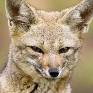 Wild Chile - Rotten Tomatoes