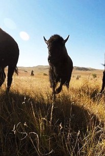 United States of Animals: Season 1, Episode 11 | Rotten Tomatoes