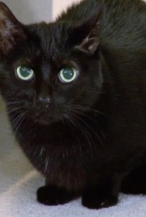 My Cat From Hell: Season 5, Episode 6 | Rotten Tomatoes